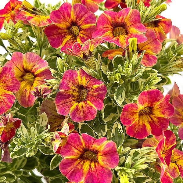 Webtrack Plant Information