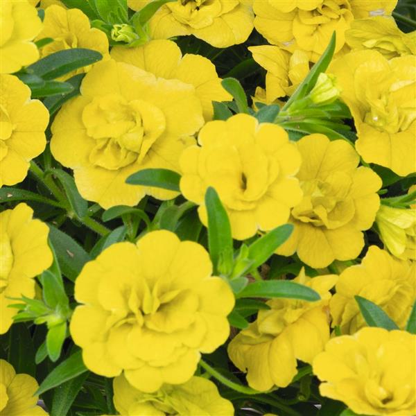 Webtrack Plant Information