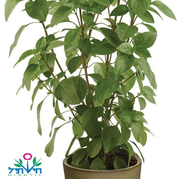Webtrack Plant Information