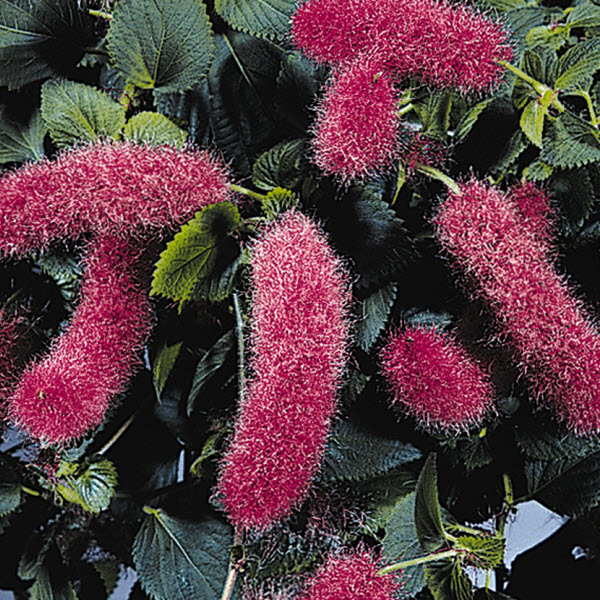 WebTrack Catalog Search