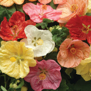 WebTrack Catalog Search