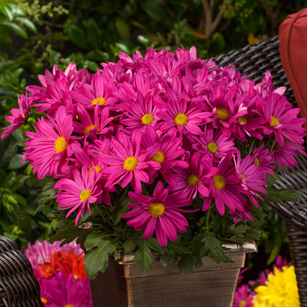 Webtrack Plant Information