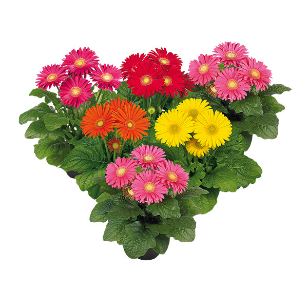 Webtrack Plant Information