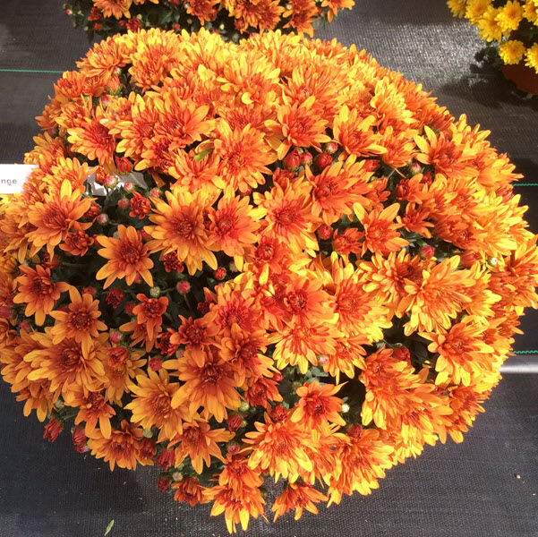 Webtrack Plant Information