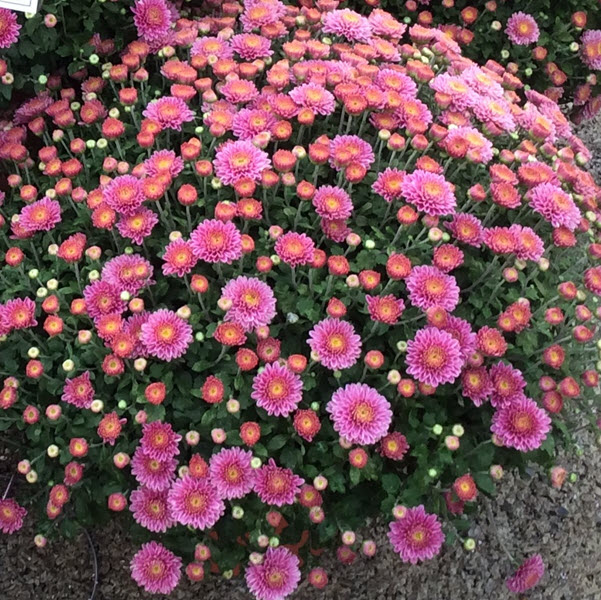 Webtrack Plant Information