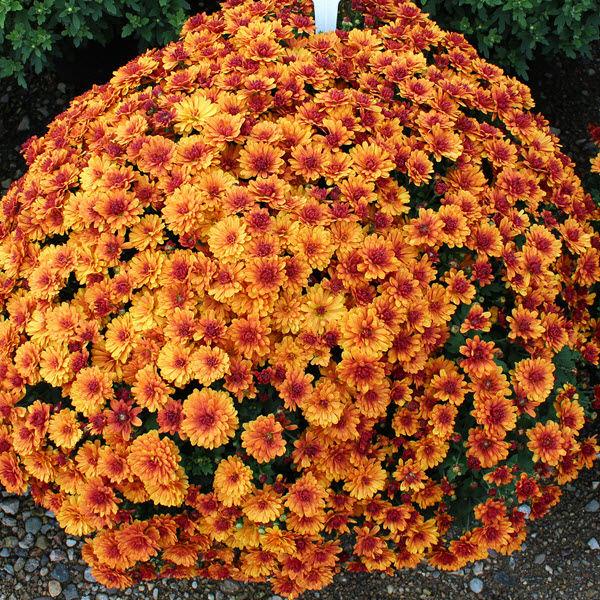 Webtrack Plant Information