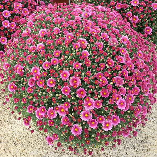 Webtrack Plant Information