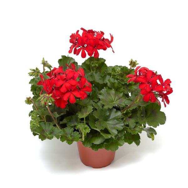 Webtrack Plant Information