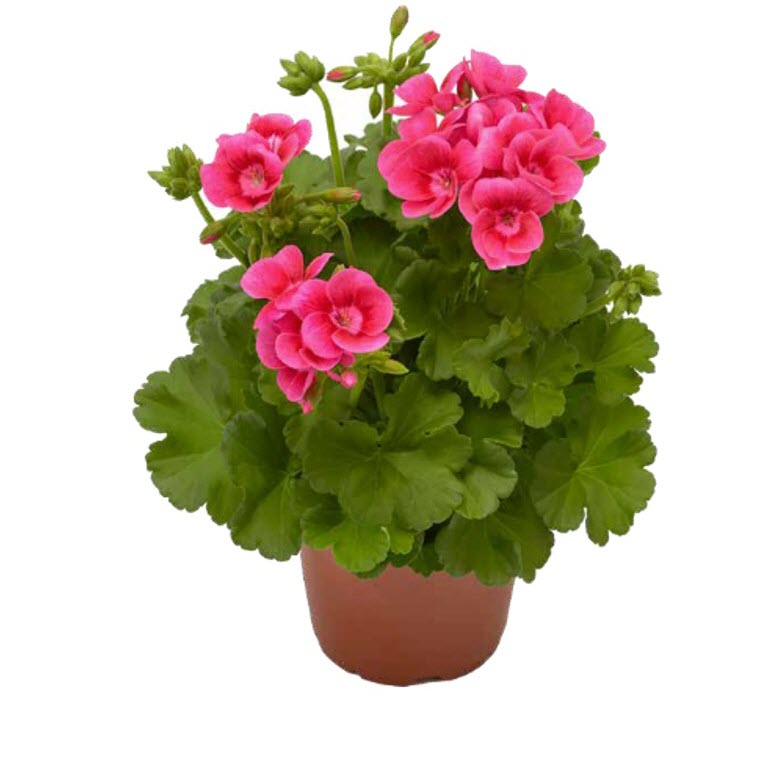 Webtrack Plant Information