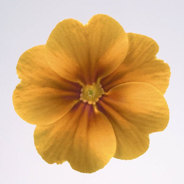 Webtrack Plant Information