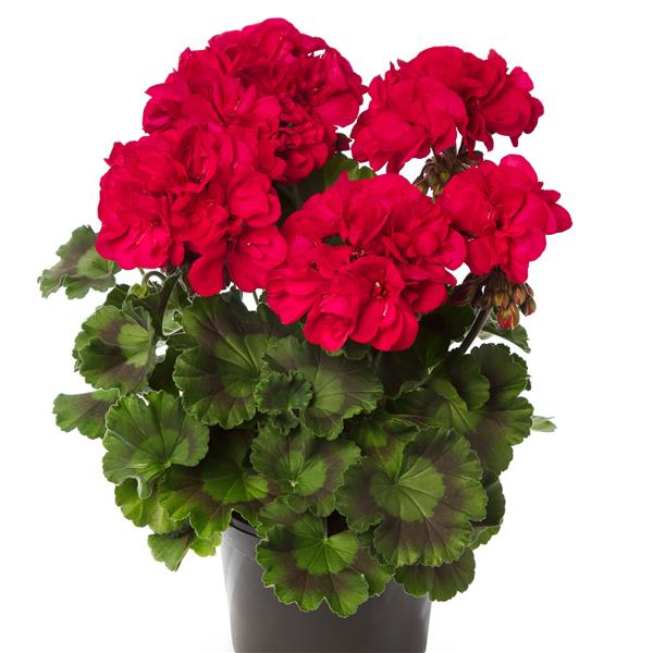 Webtrack Plant Information