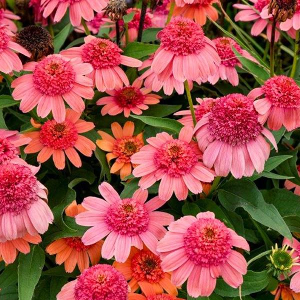 Webtrack Plant Information