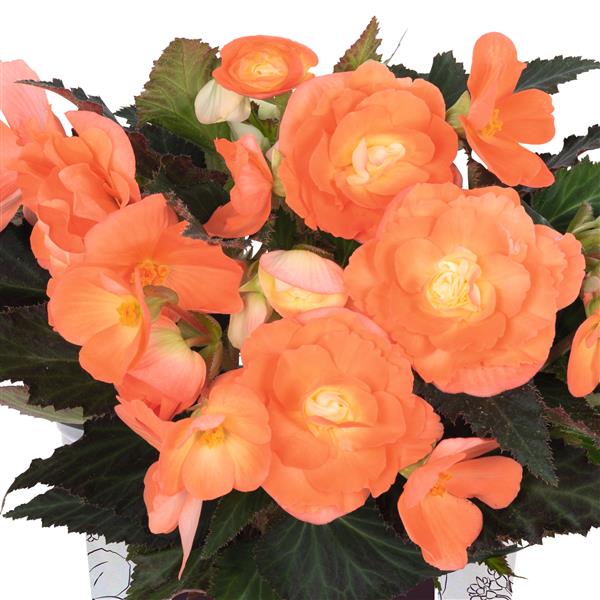 Webtrack Plant Information