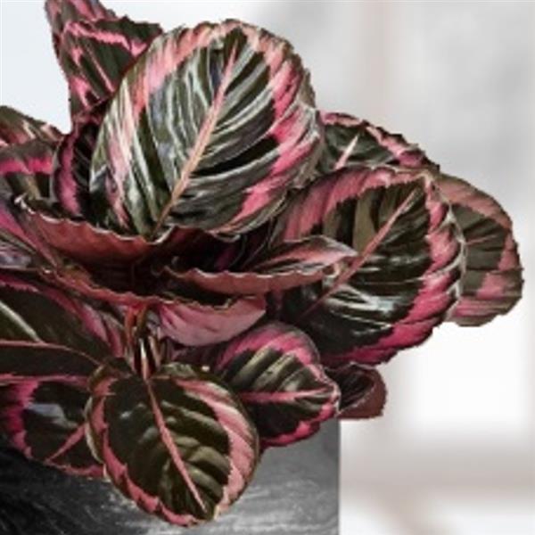 Webtrack Plant Information