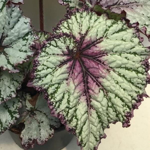 Webtrack Plant Information