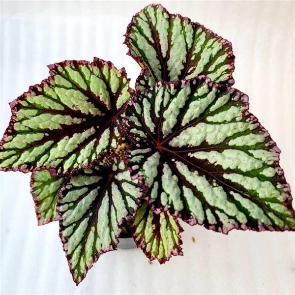 Webtrack Plant Information