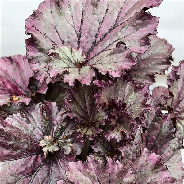 Webtrack Plant Information
