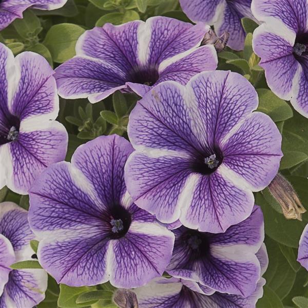 Webtrack Plant Information