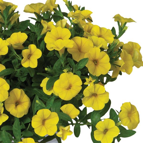 Webtrack Plant Information